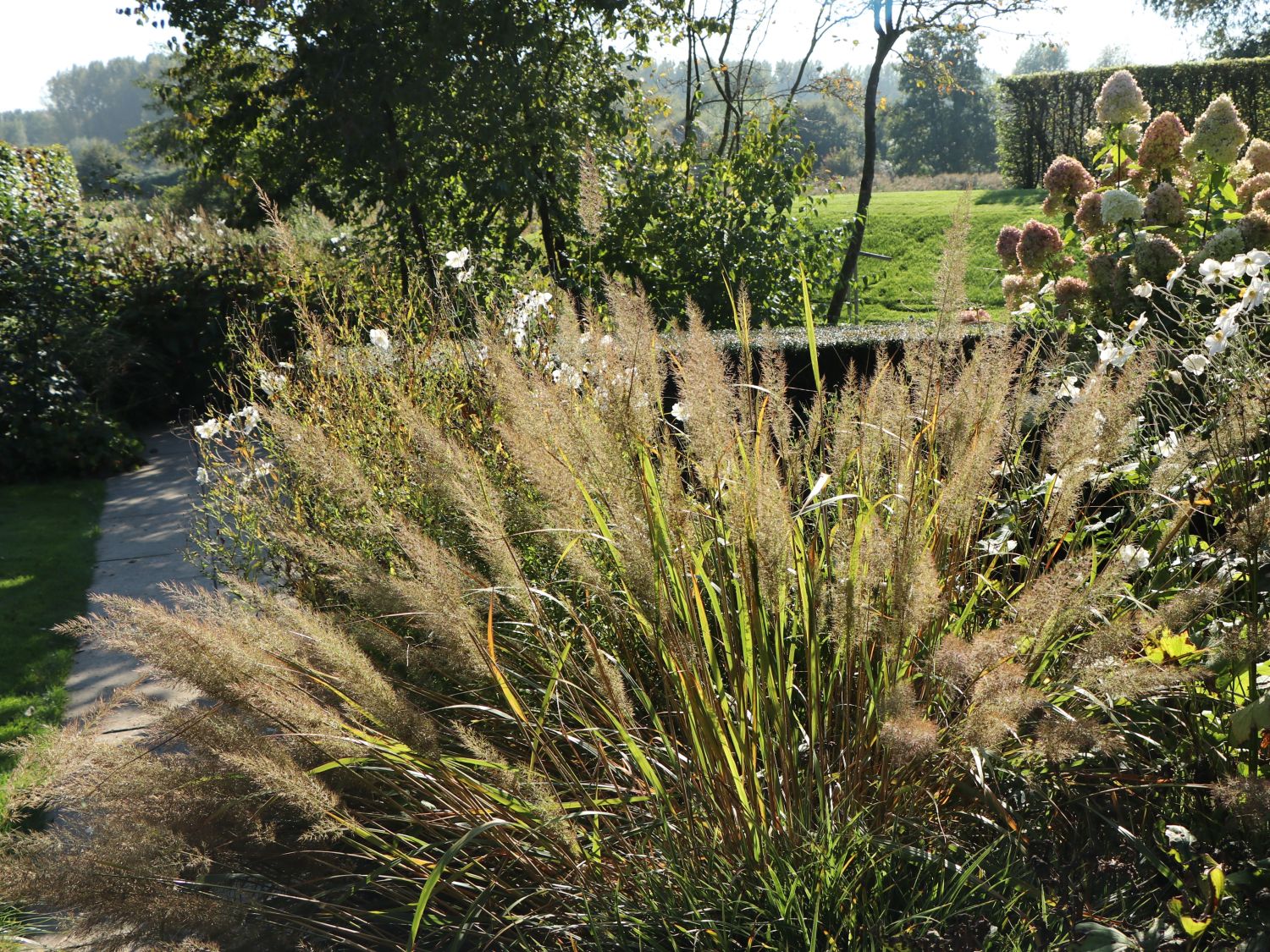 Diamant-Reitgras (Calamagrostis brachytricha) für Deinen Garten!