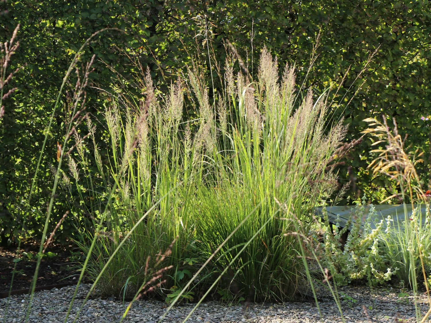 Diamant-Reitgras (Calamagrostis brachytricha) für Deinen Garten!