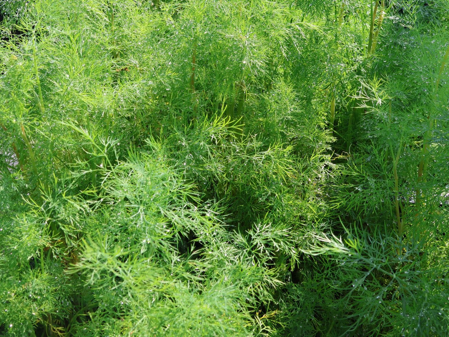 Dill (Anethum graveolens) - Deine neue Staude & exklusives Wissen