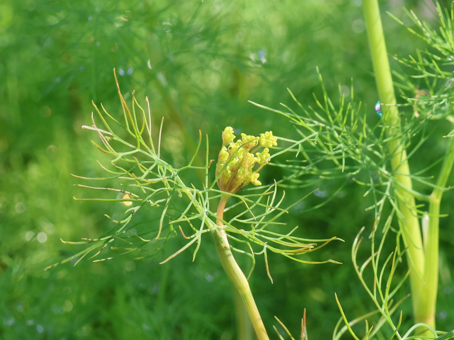 Dill (Anethum graveolens) - Deine neue Staude & exklusives Wissen