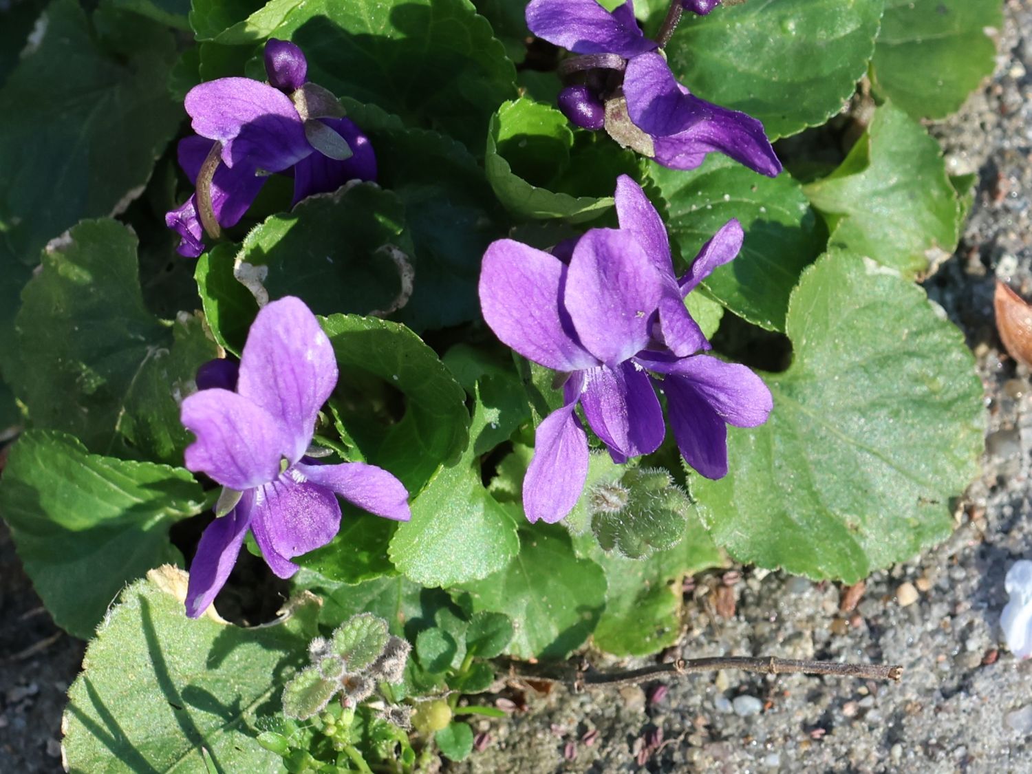 Duftveilchen (Viola odorata) - Schönste Stauden & Expertenwissen