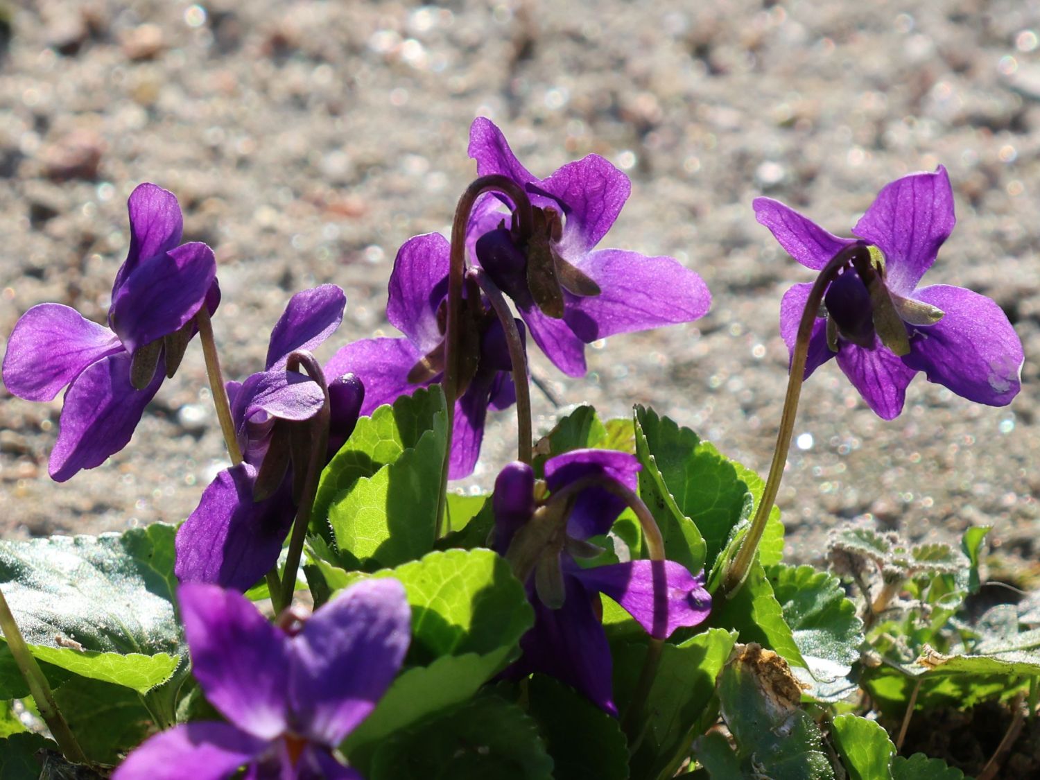 Duftveilchen (Viola odorata) - Schönste Stauden & Expertenwissen