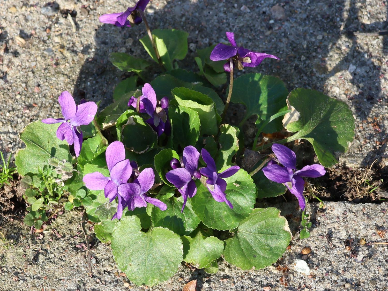 Duftveilchen (Viola odorata) - Schönste Stauden & Expertenwissen