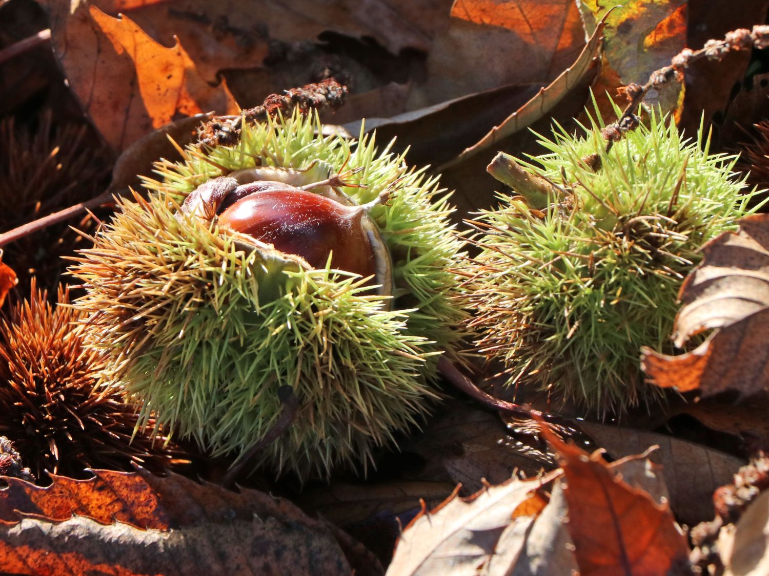 Edelkastanie 'Brunella' - Castanea sativa 'Brunella' - Baumschule Horstmann