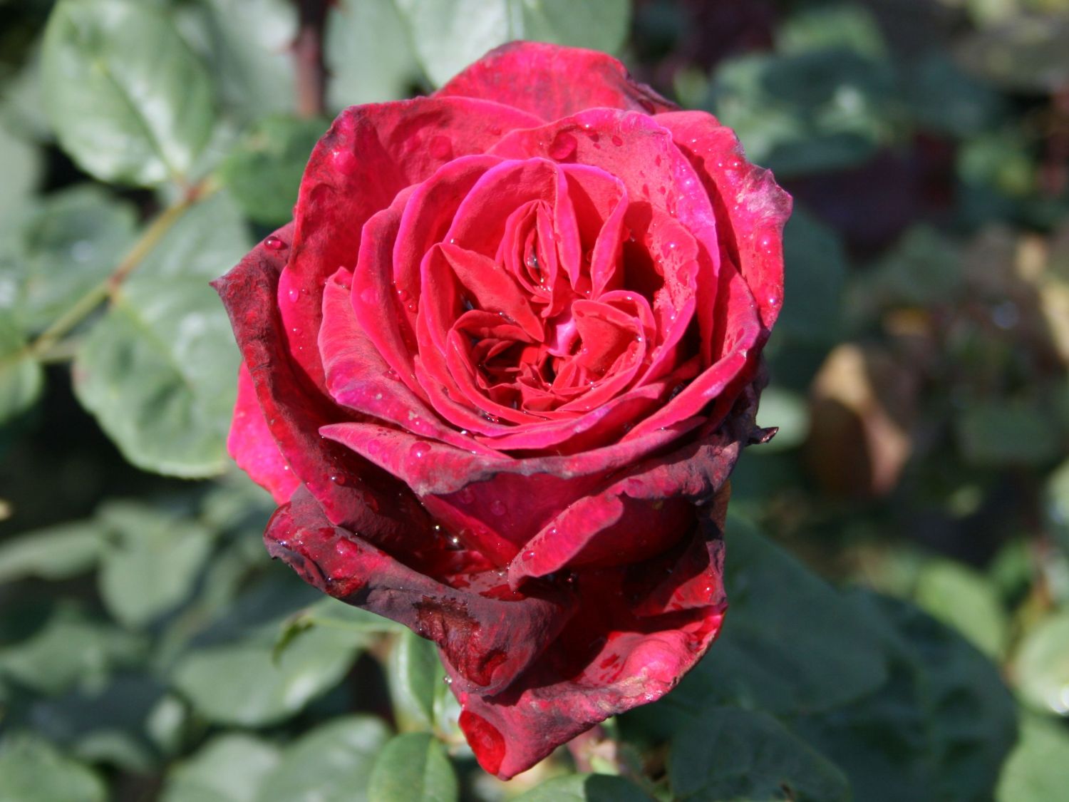 Edelrose 'Black Lady' ® - Alles erfahren über Blüte, Duft & Co.