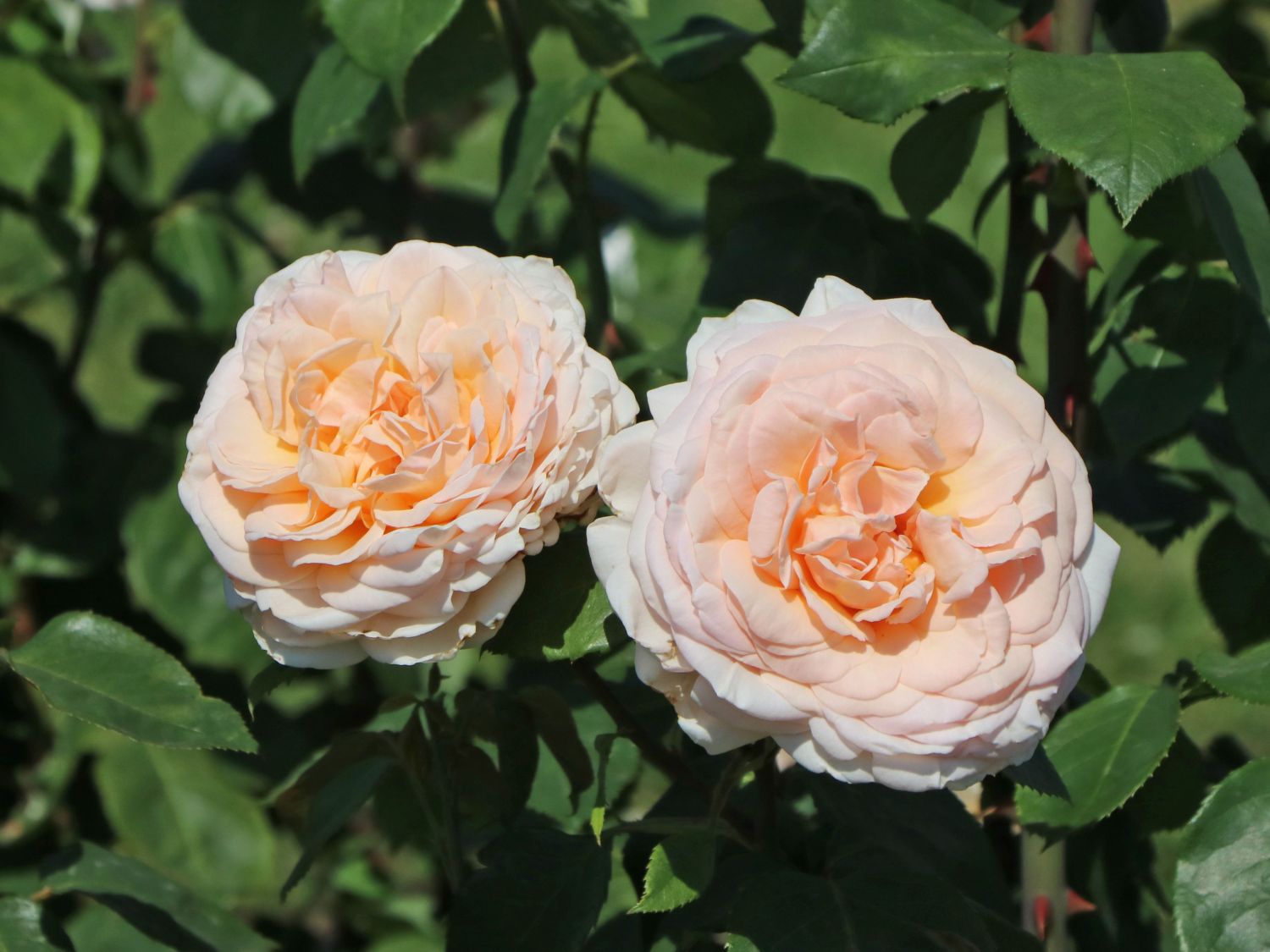 Edelrose 'Courage' ® - Jetzt alles erfahren über Blüte, Duft & Co.