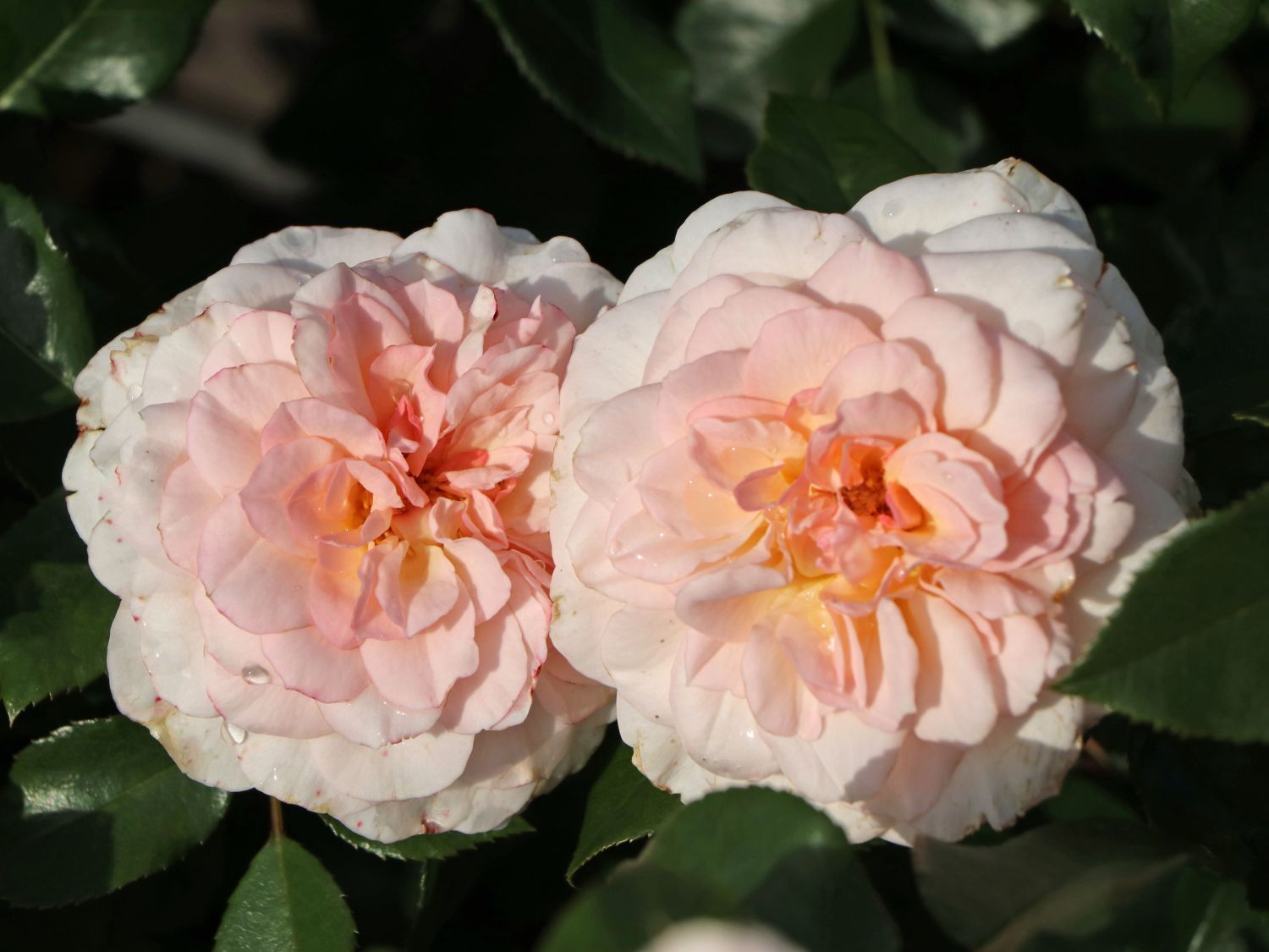 Edelrose 'Courage' ® - Jetzt alles erfahren über Blüte, Duft & Co.