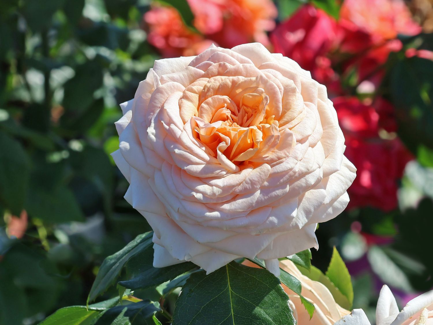 Edelrose 'Courage' ® - Jetzt alles erfahren über Blüte, Duft & Co.