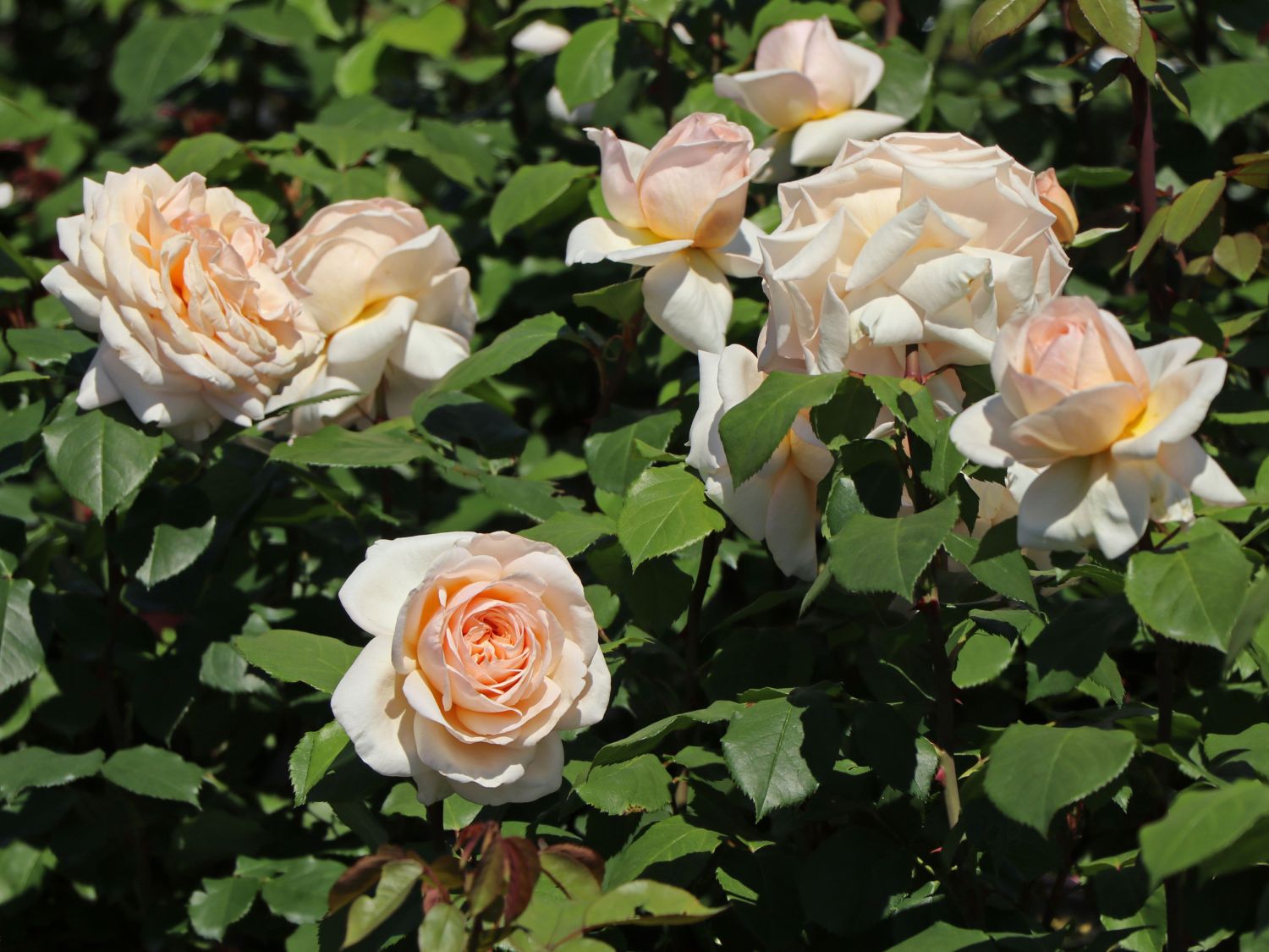 Edelrose 'Courage' ® - Jetzt alles erfahren über Blüte, Duft & Co.