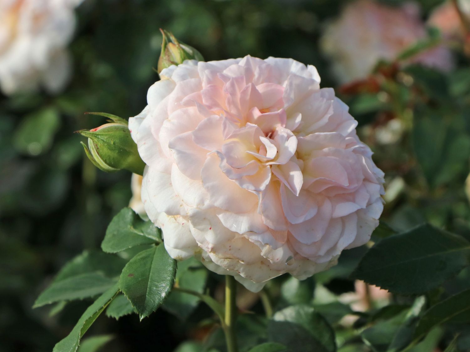 Edelrose 'Courage' ® - Jetzt alles erfahren über Blüte, Duft & Co.