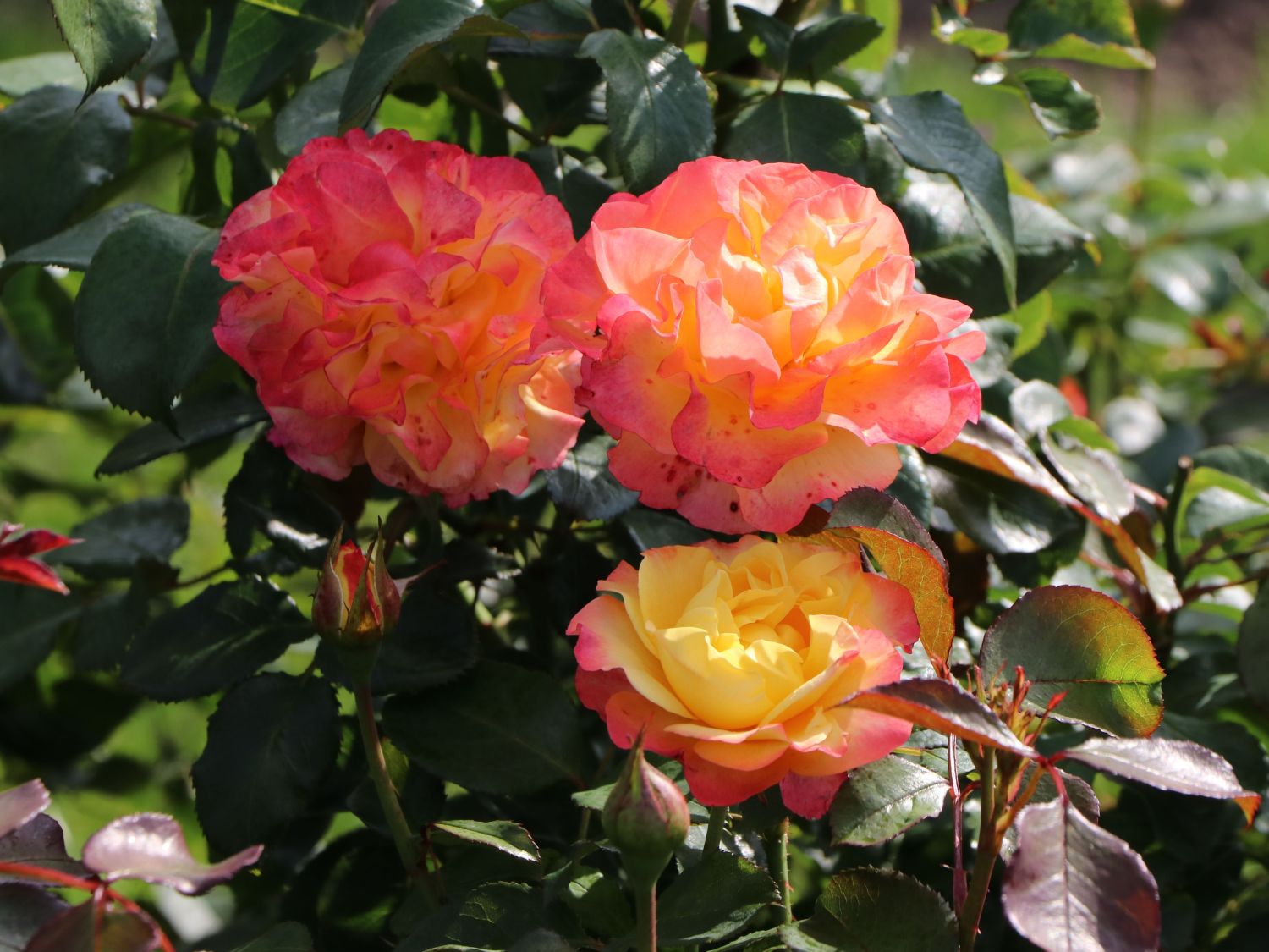 Edelrose 'Flaming Star' ® - Alles erfahren über Blüte, Duft & Co.