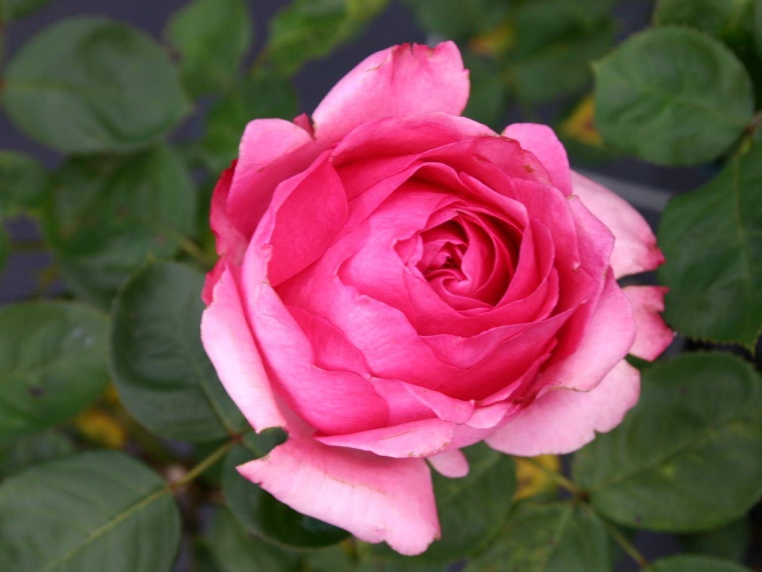 Edelrose 'History' ® - Jetzt alles erfahren über Blüte, Duft & Co.