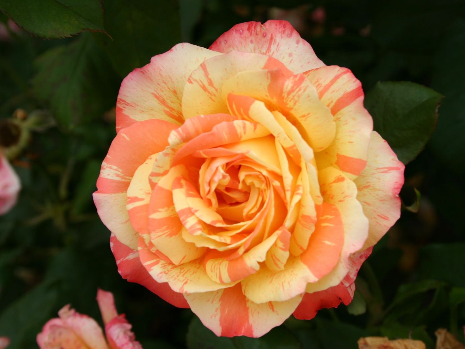 Edelrose 'Marvelle' ® - Alles erfahren über Blüte, Duft & Co.