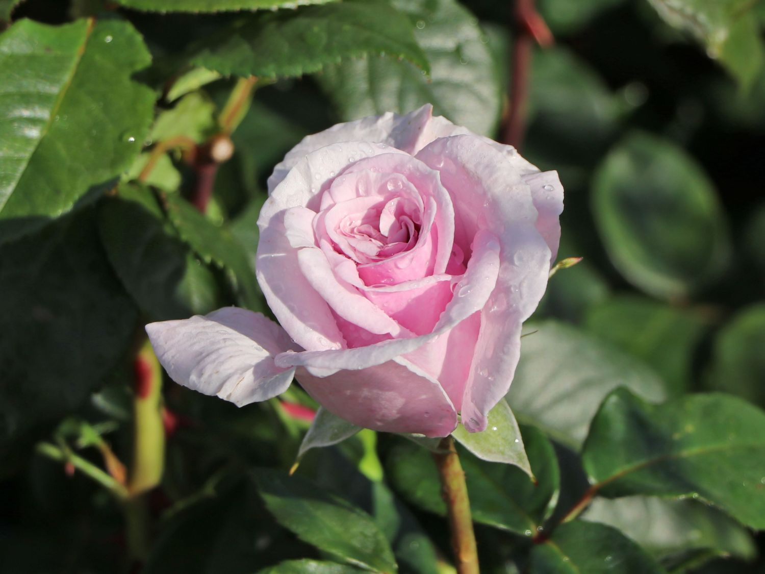 Edelrose 'Pacific Blue' ® - Schönste Rosen & Expertenwissen