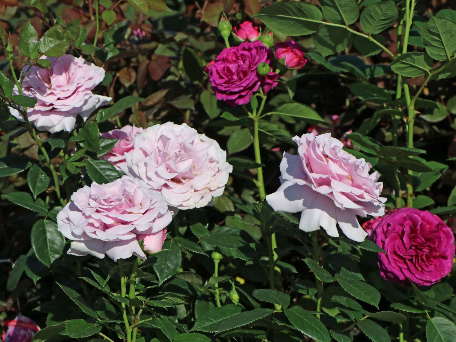 Edelrose 'Pacific Blue' ® - Schönste Rosen & Expertenwissen