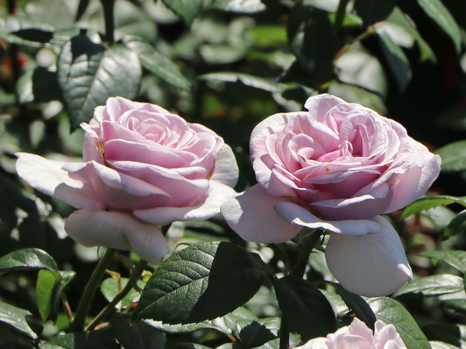 Edelrose 'Pacific Blue' ® - Schönste Rosen & Expertenwissen