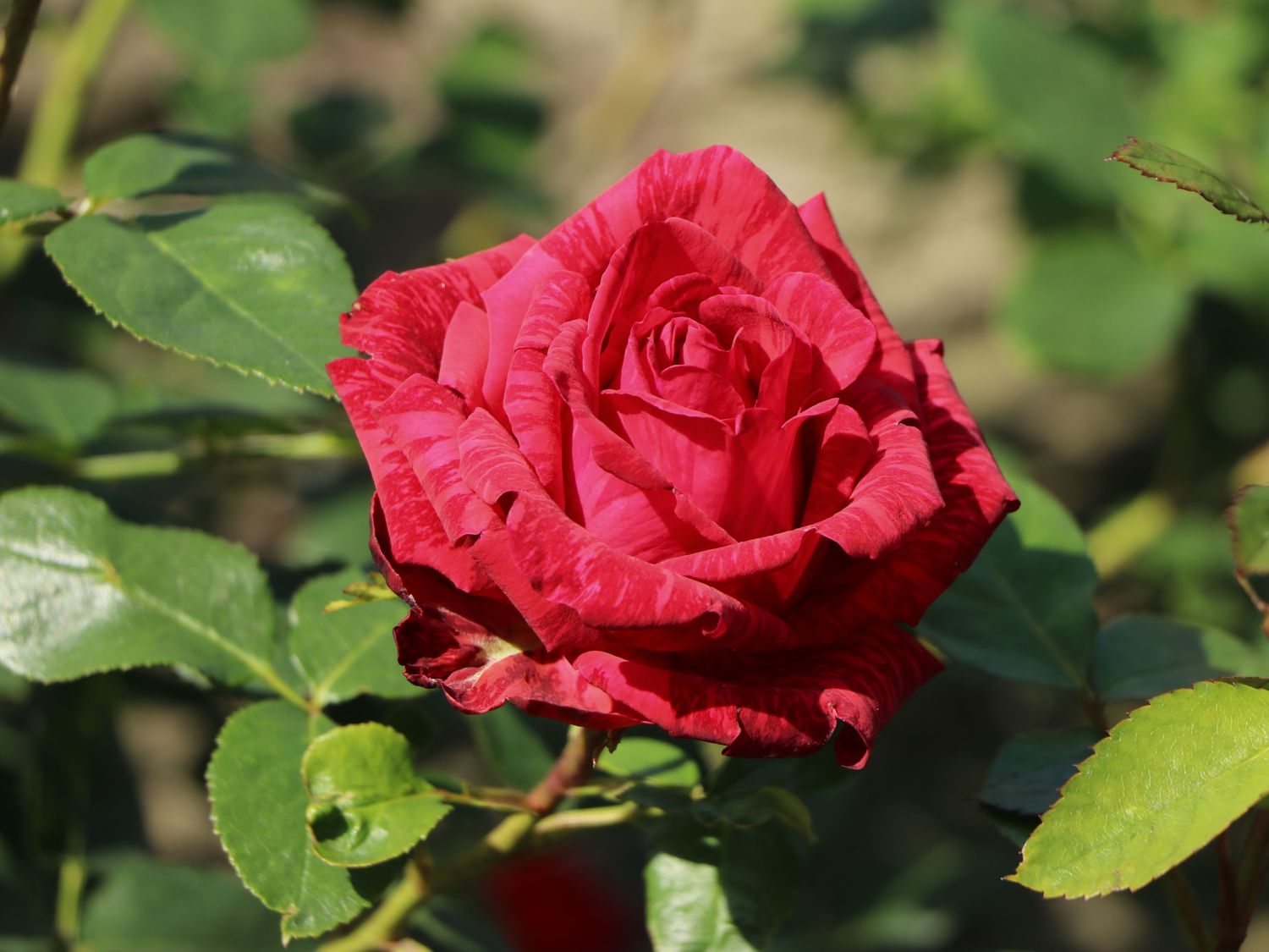 Edelrose 'Red Intuition' ® - Schönste Rosen & Expertenwissen
