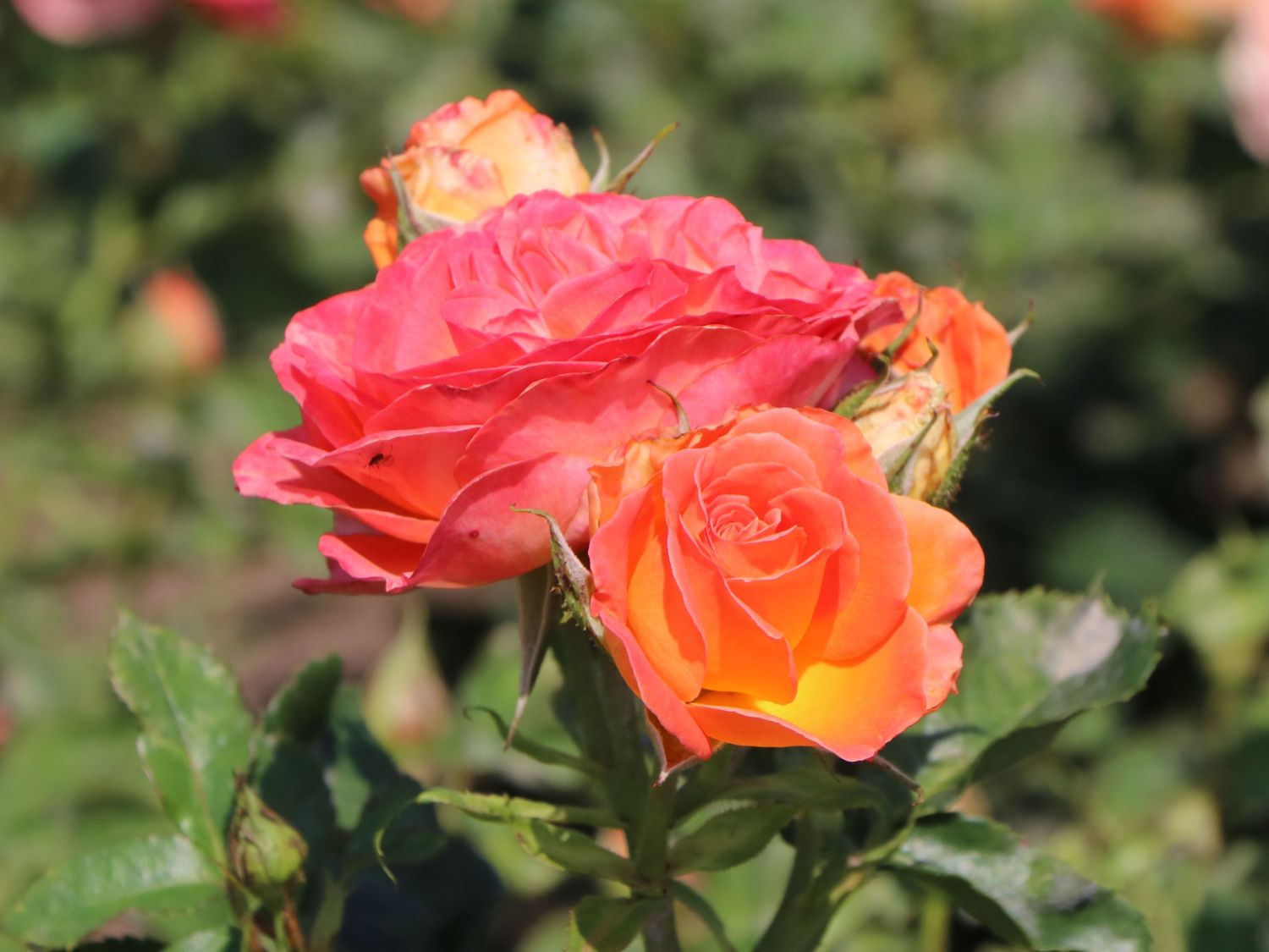 Edelrose 'Vulcano' ® - Schönstes Rosen-Sortiment & Expertenwissen