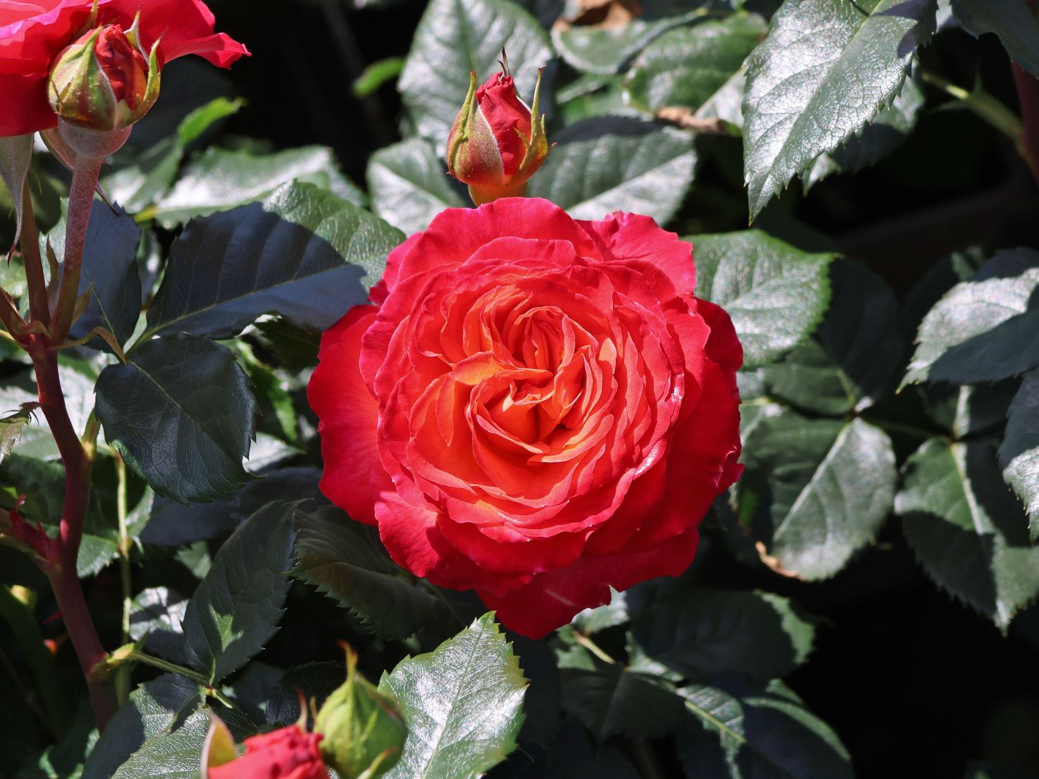 Edelrose 'Vulcano' ® - Schönstes Rosen-Sortiment & Expertenwissen