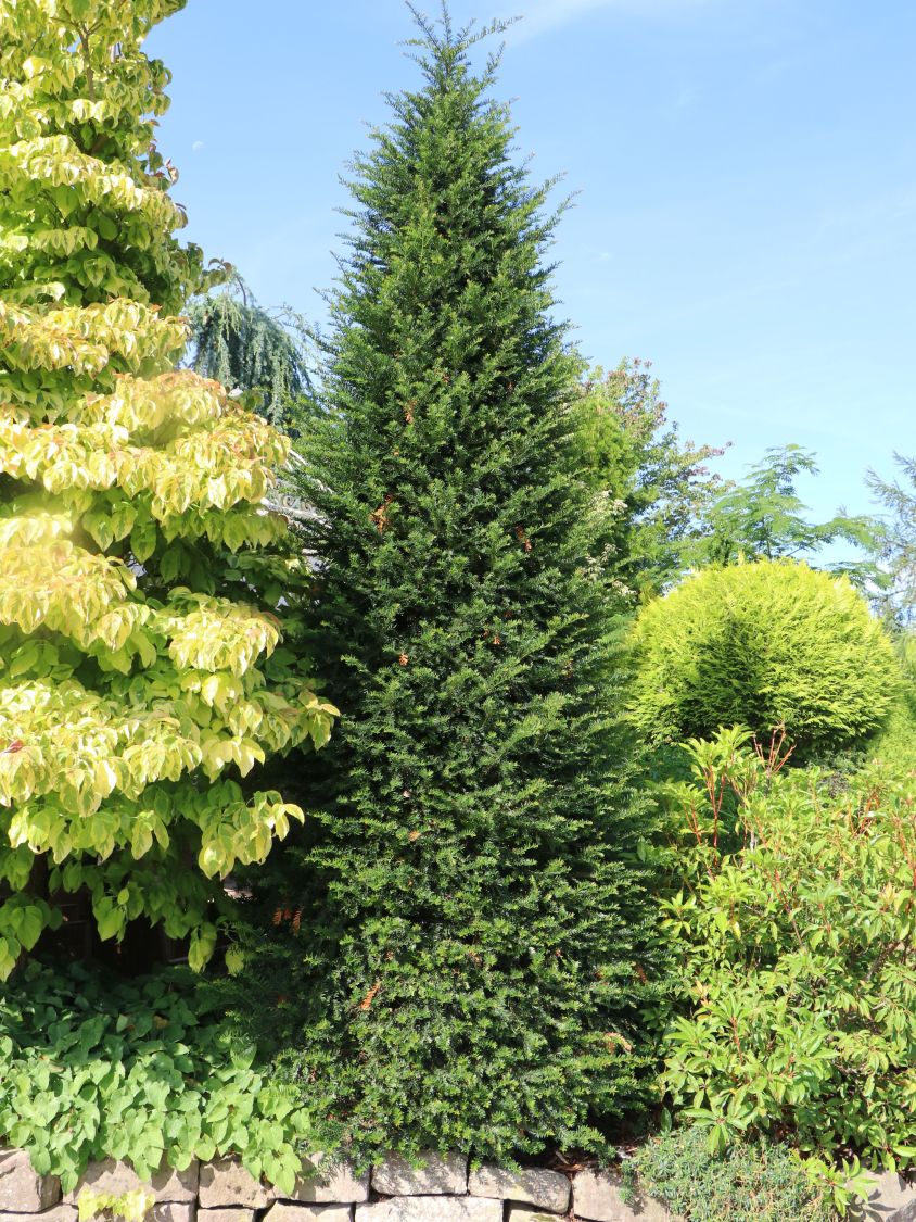 Eibe - Taxus baccata - Baumschule Horstmann