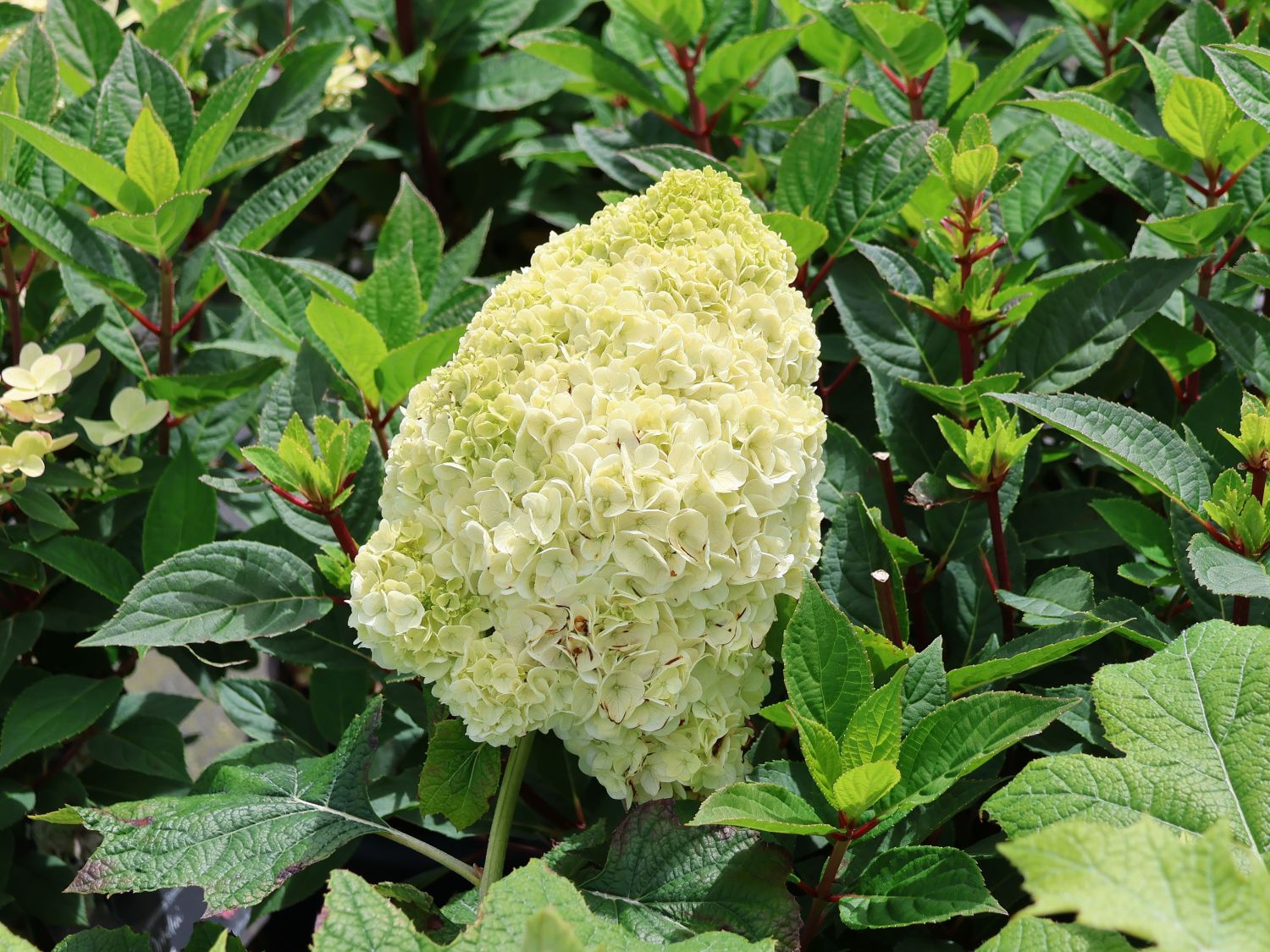 Eichenblättrige Hortensie 'Tara' - Hydrangea quercifolia 'Tara ...