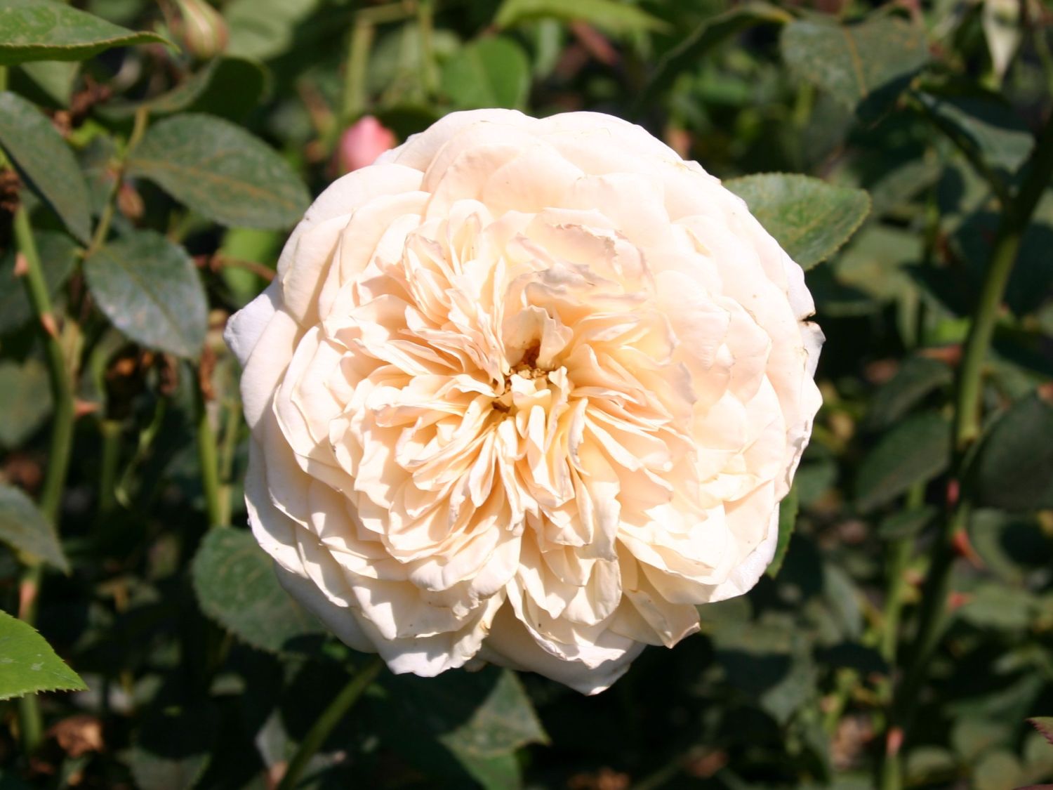 Englische Rose 'Ambridge Rose' ® - Expertenwissen zu dieser Rose