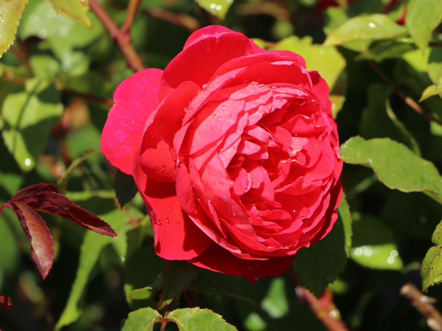 Englische Rosen - Baumschule Horstmann