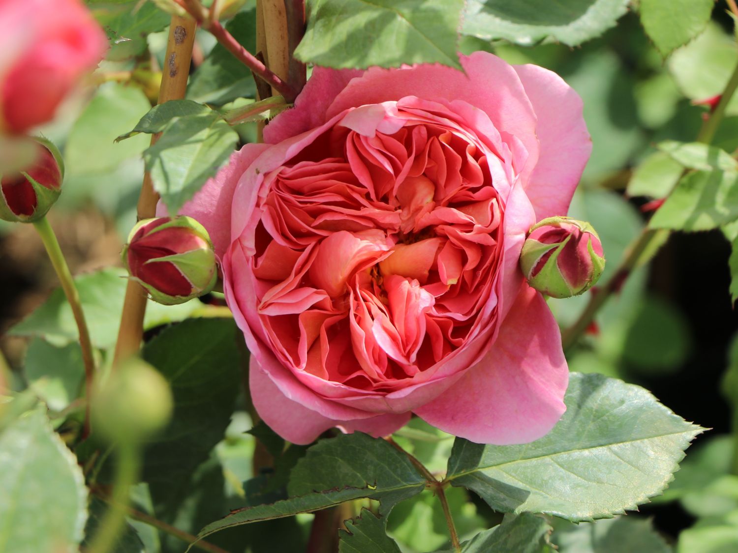 Englische Rose 'Boscobel' - Alles erfahren über Blüte, Duft & Co.
