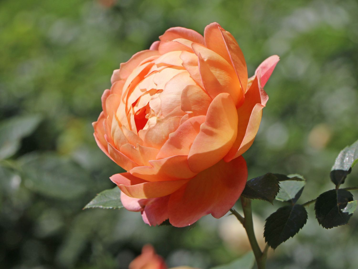 Englische Rose 'Lady of Shalott' - Beste Sorten & Rosen-Wissen