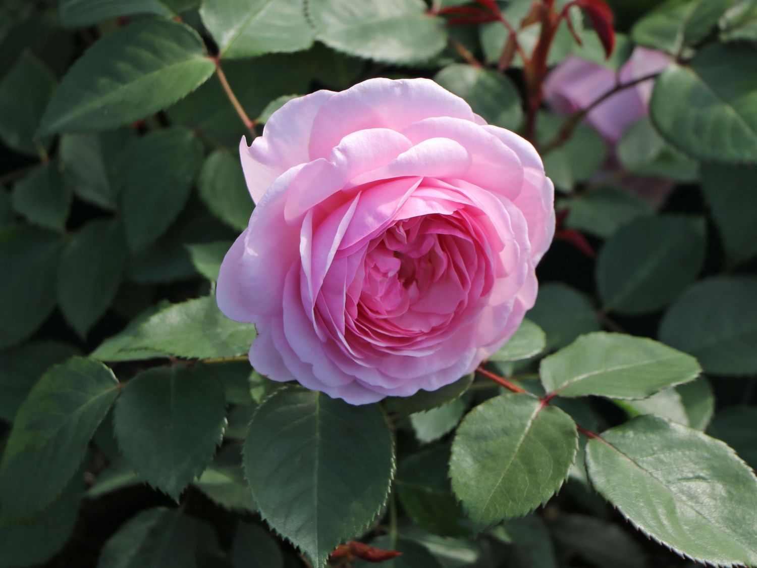 Englische Rose 'Olivia Rose Austin' - Beste Sorten & Rosen-Wissen