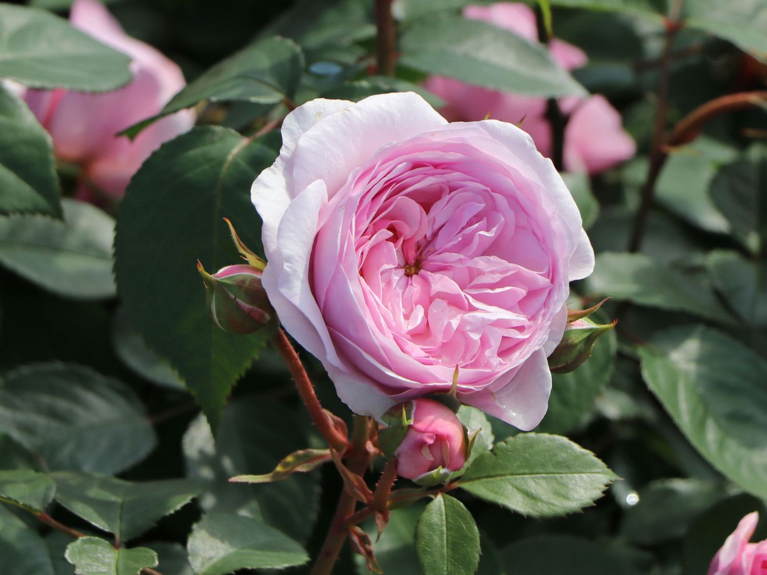 Englische Rose 'Olivia Rose Austin' - Beste Sorten & Rosen-Wissen