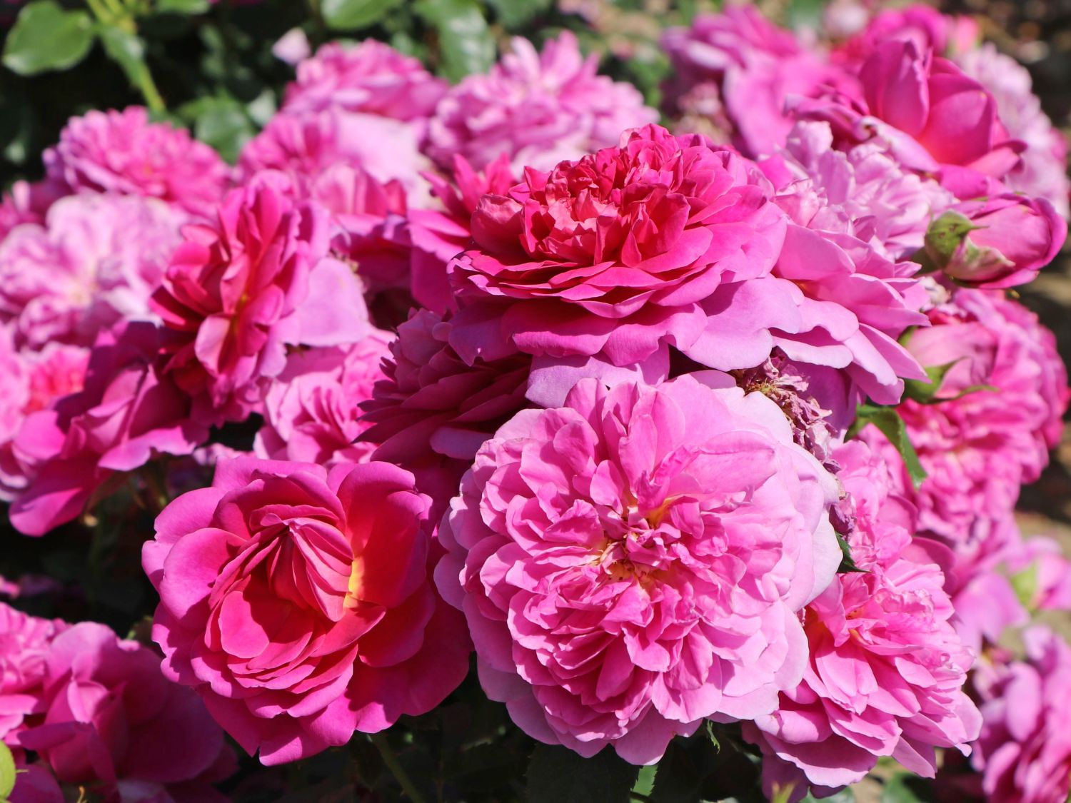 Englische Rose 'Princess Anne' - Expertenwissen zu dieser Rose