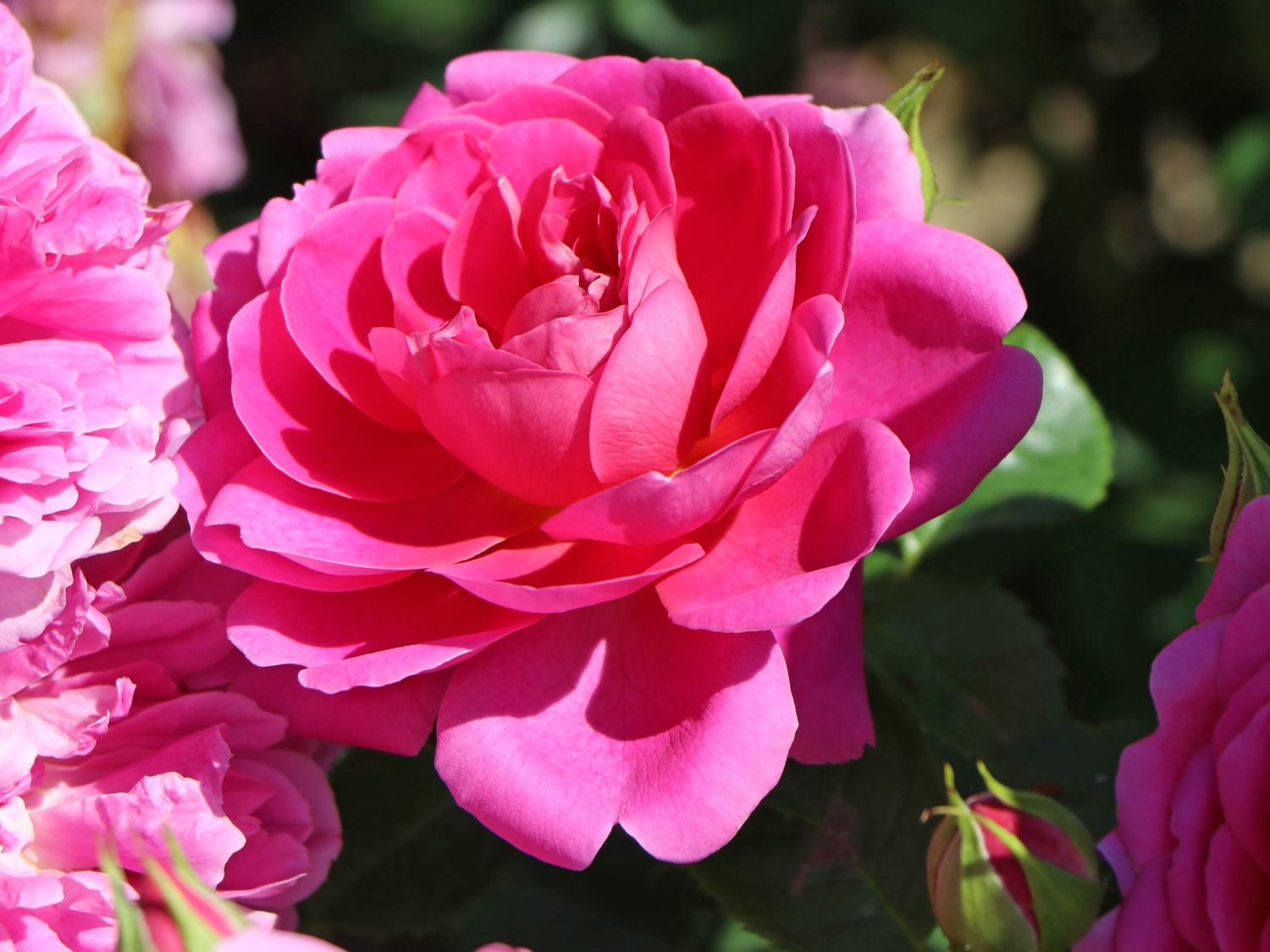 Englische Rose 'Princess Anne' - Expertenwissen zu dieser Rose