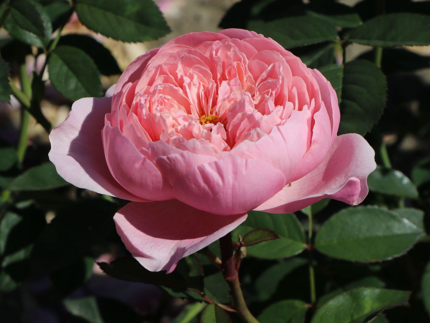 Englische Rose 'The Alnwick ® Rose' - bestes Gärtnerwissen