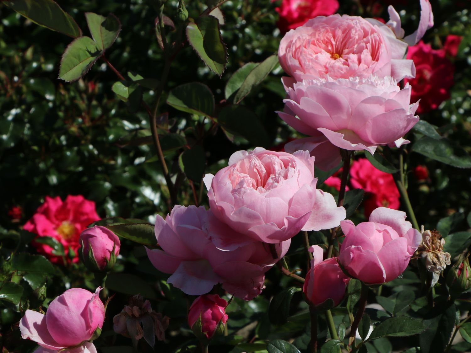 Englische Rose 'The Alnwick ® Rose' - bestes Gärtnerwissen