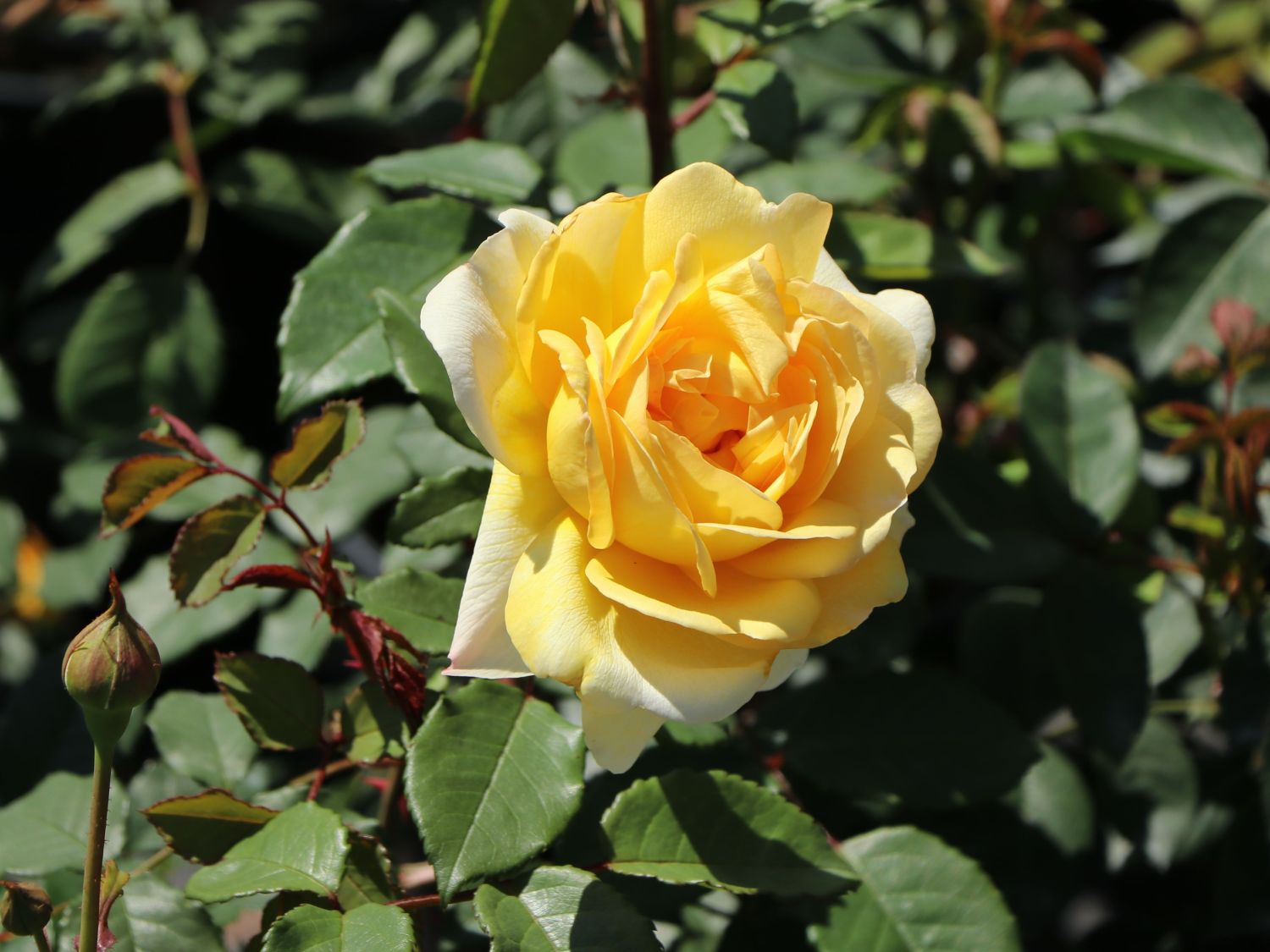 Englische Rose 'The Poet's Wife' - Beste Sorten & Rosen-Wissen