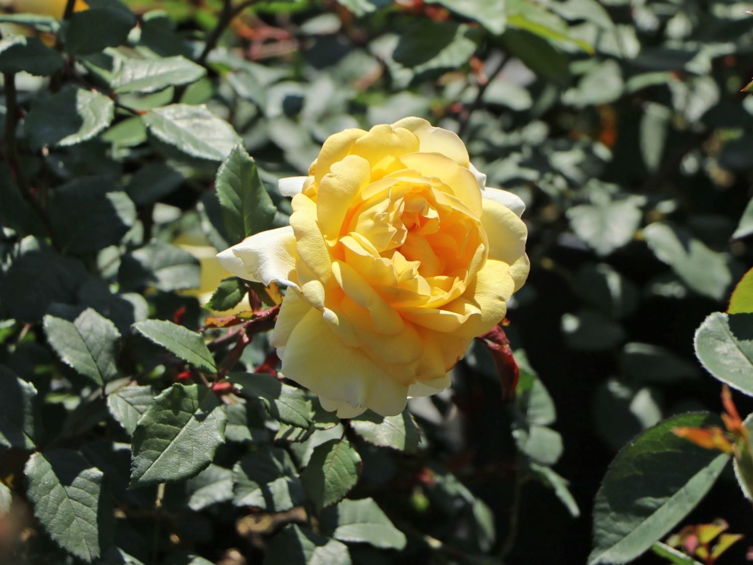 Englische Rose 'The Poet's Wife' - Beste Sorten & Rosen-Wissen