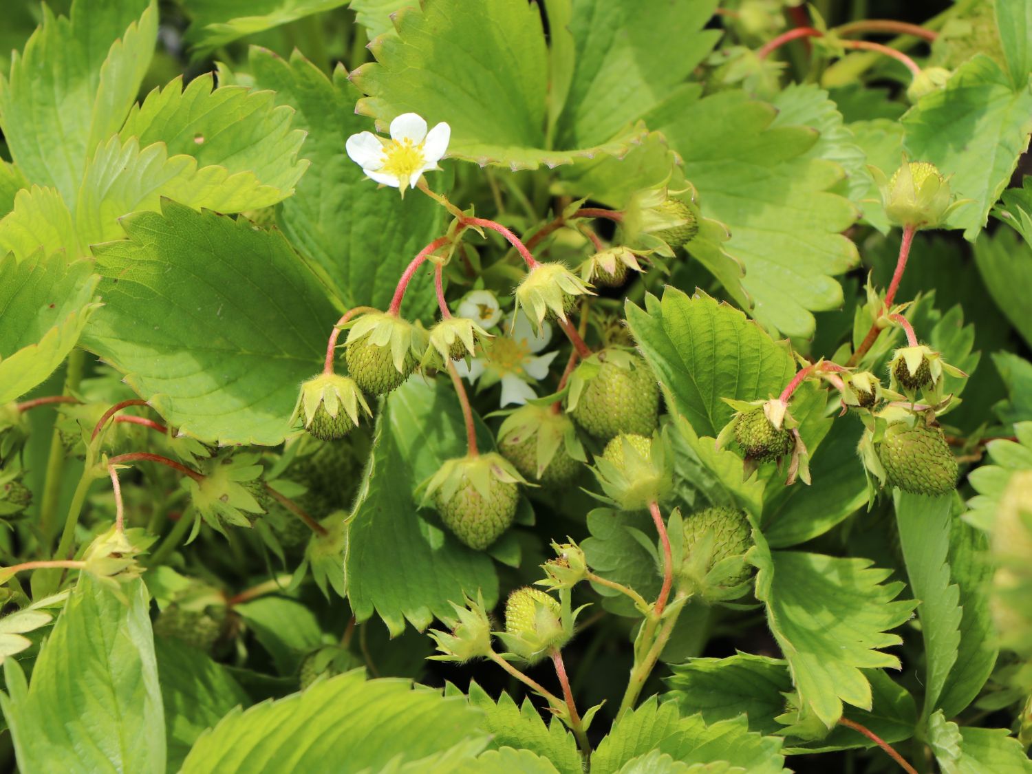 Erdbeere 'Elsanta' - Fragaria 'Elsanta' - Baumschule Horstmann
