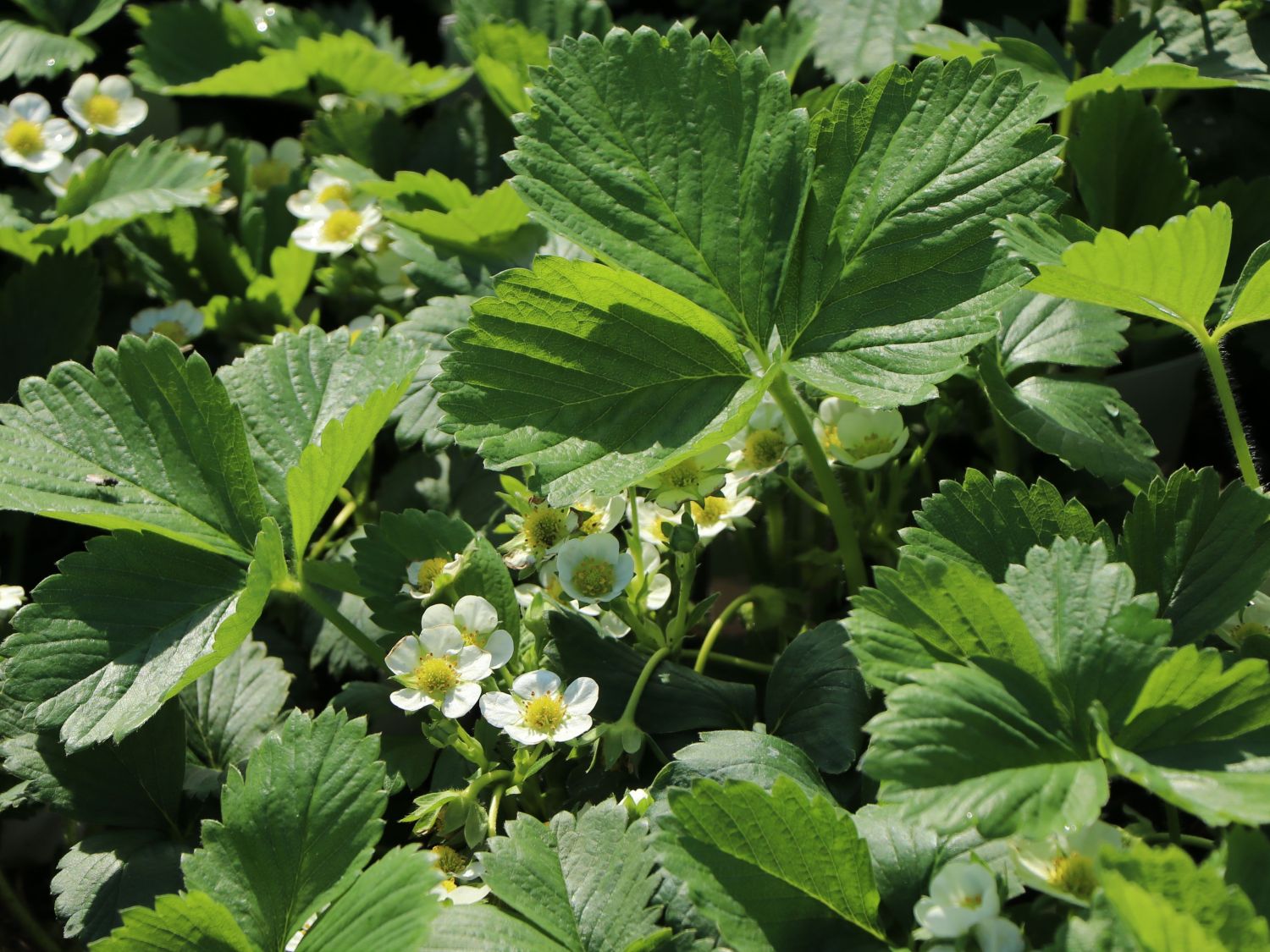 Erdbeere 'Elsanta' - Fragaria 'Elsanta' - Baumschule Horstmann