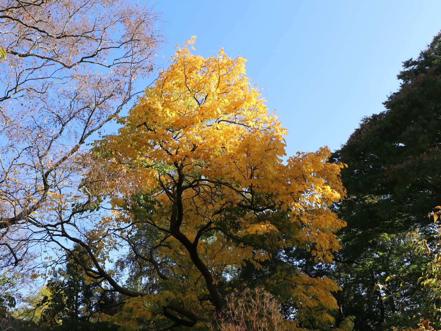 Zöschen-Ahorn 'Annae' - Acer x zoeschense 'Annae' - Baumschule Horstmann