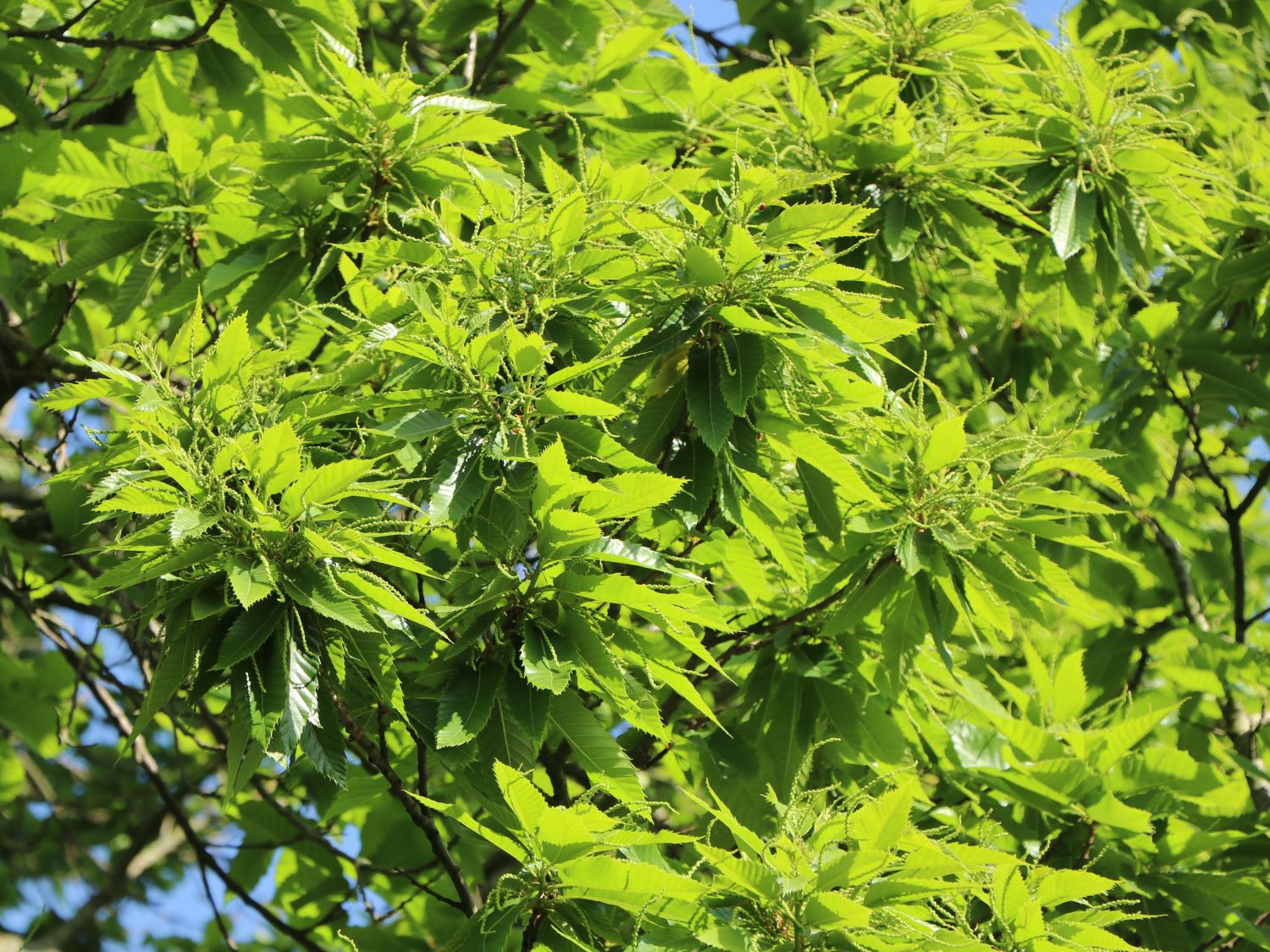 Esskastanie / Edelkastanie / Marone - Castanea sativa - Baumschule ...