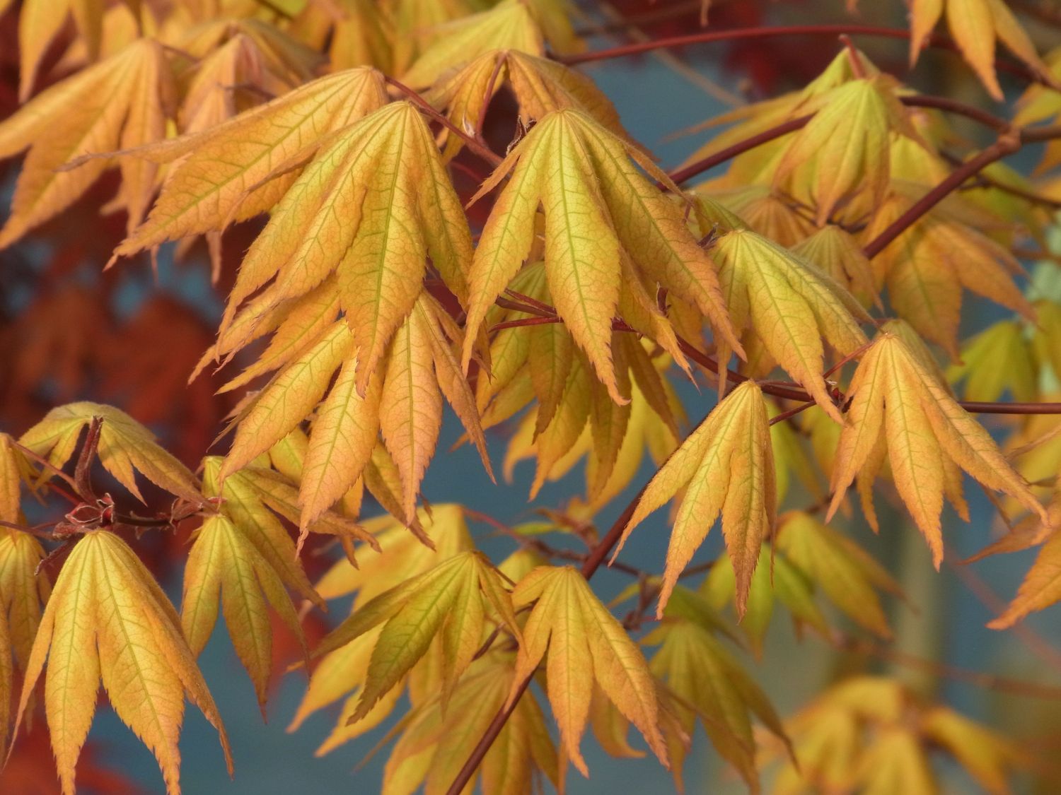 Fächer-Ahorn 'Samurai' - Acer palmatum 'Samurai' - Baumschule Horstmann