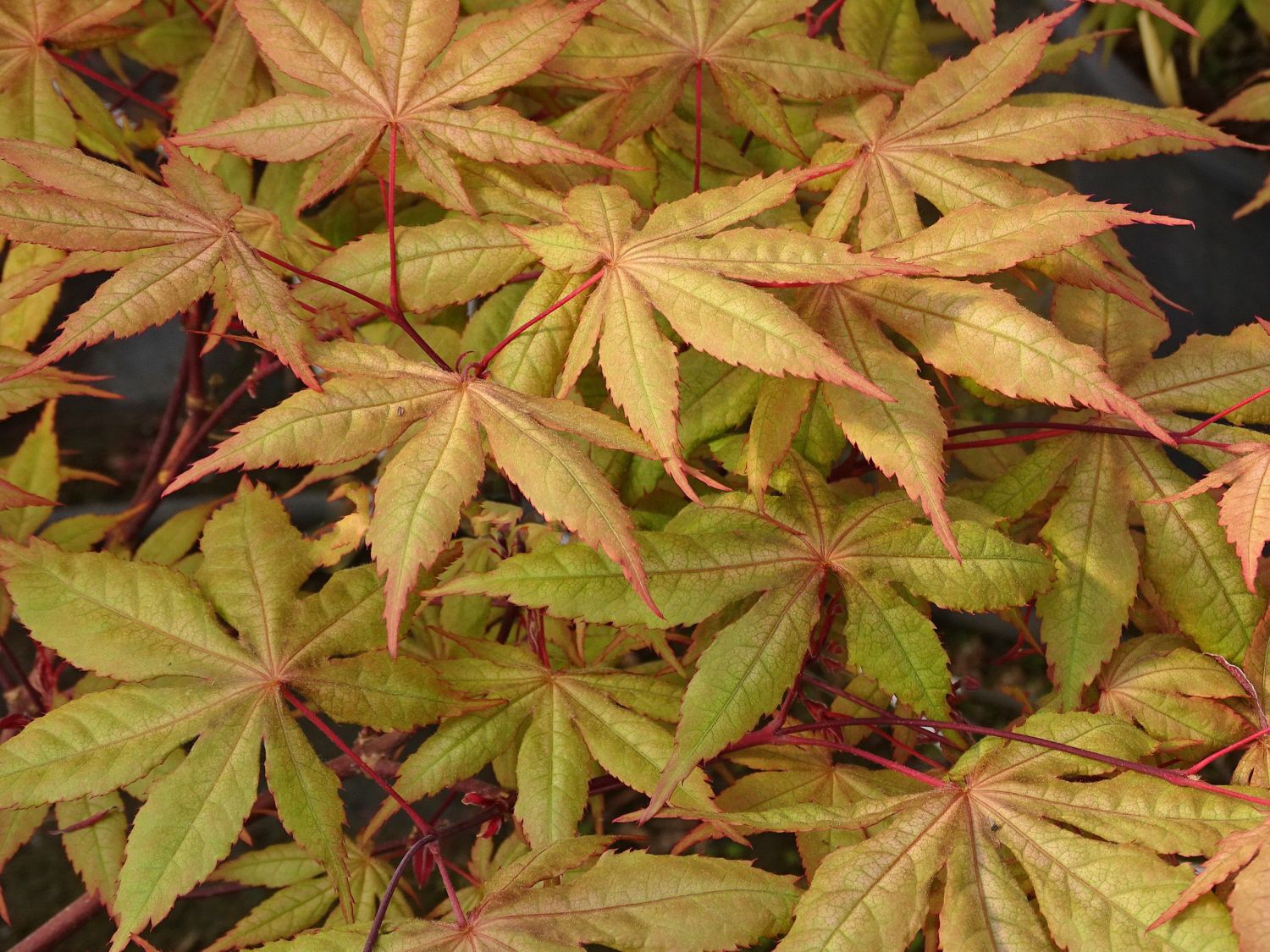 Fächer-Ahorn 'Samurai' - Acer palmatum 'Samurai' - Baumschule Horstmann