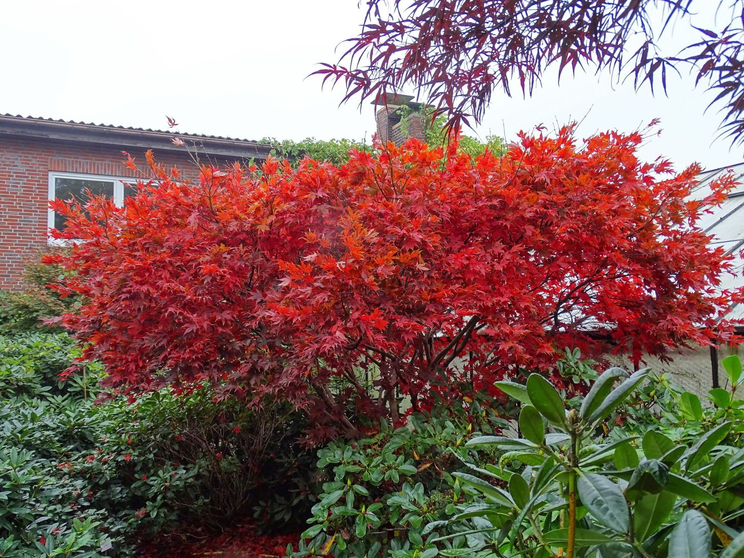 Fächer-Ahorn 'Samurai' - Acer palmatum 'Samurai' - Baumschule Horstmann