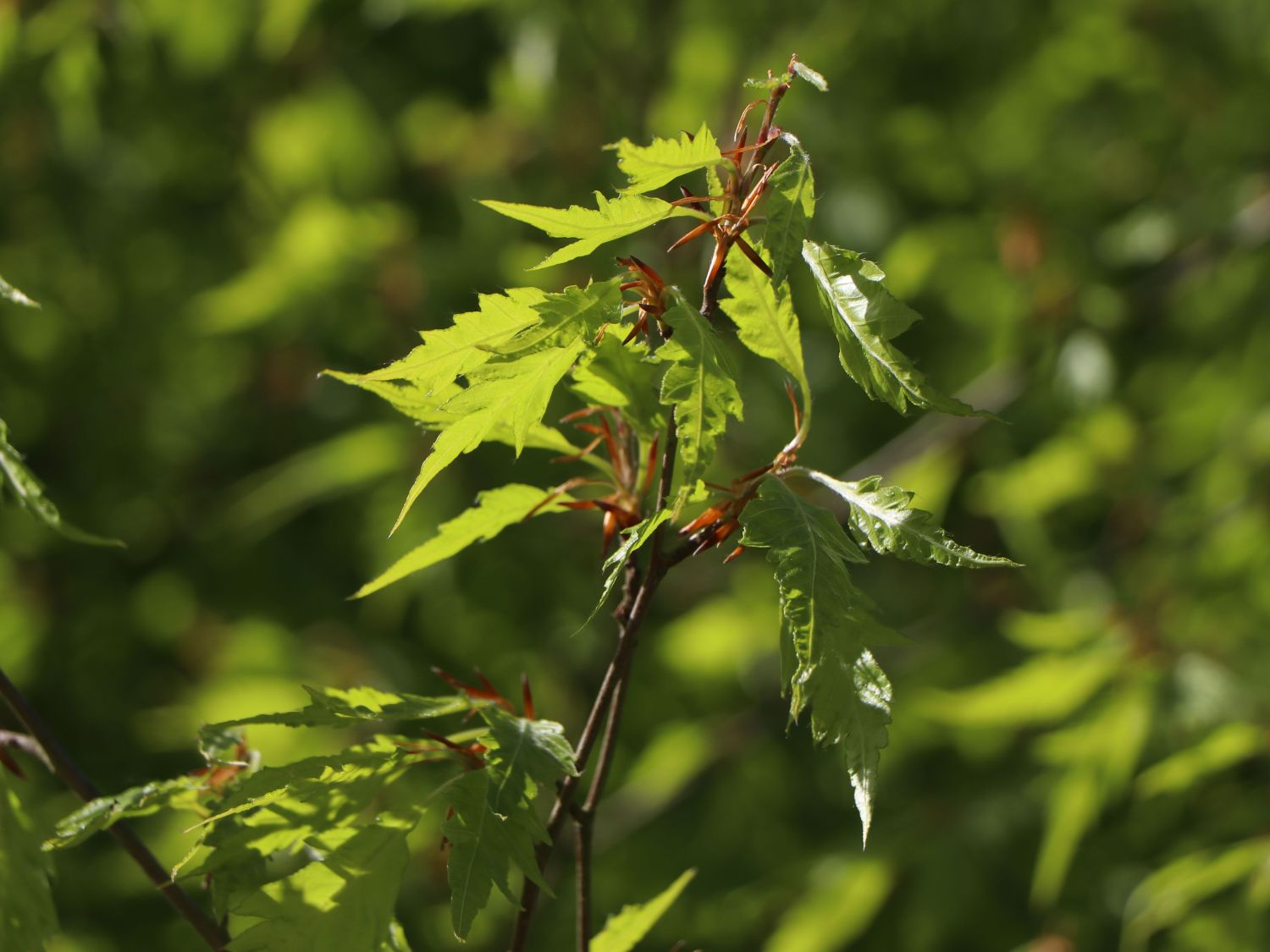 Farnblättrige Rotbuche - Fagus sylvatica 'Asplenifolia' - Baumschule ...
