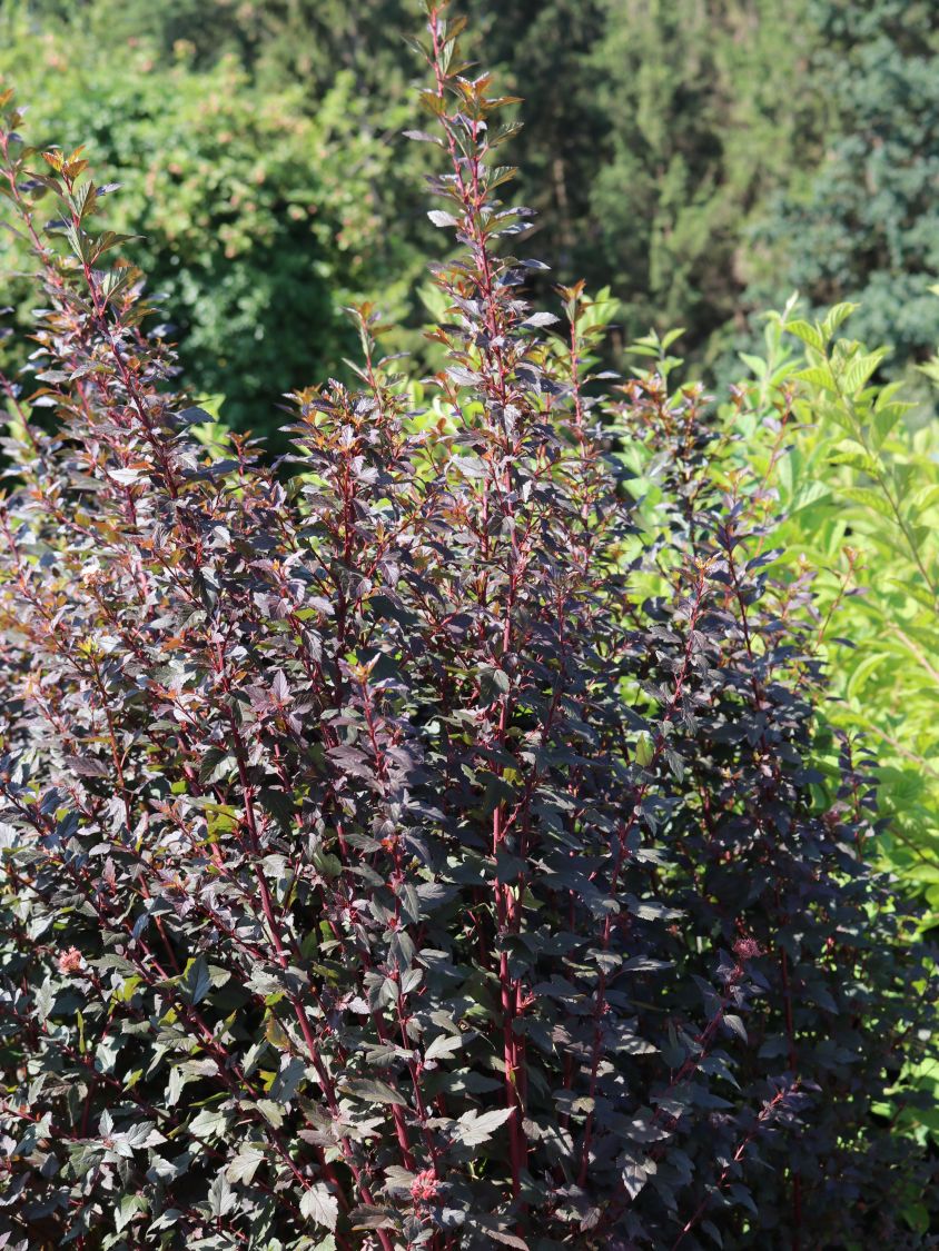 Fasanenspiere 'Little Joker' - Physocarpus opulifolius 'Little Joker ...