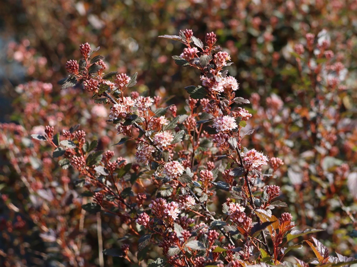 Fasanenspiere 'Little Joker' - Physocarpus opulifolius 'Little Joker ...