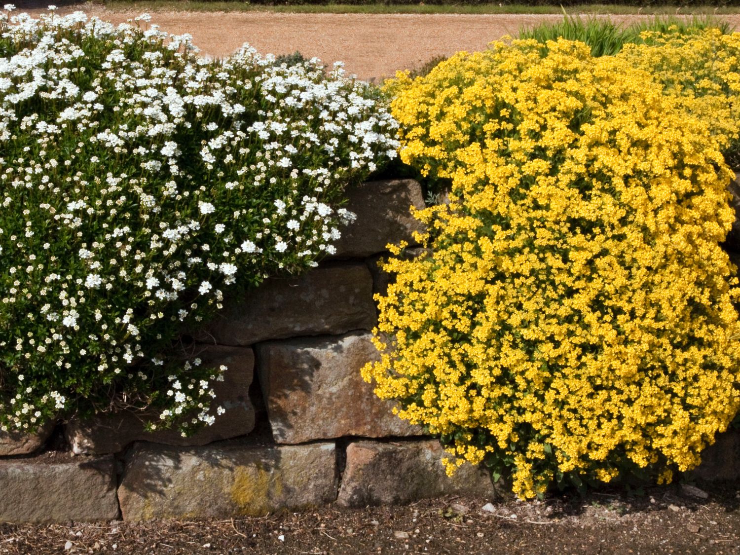 Felsen-Steinkraut 'Compactum Goldkugel' für Deinen Garten!