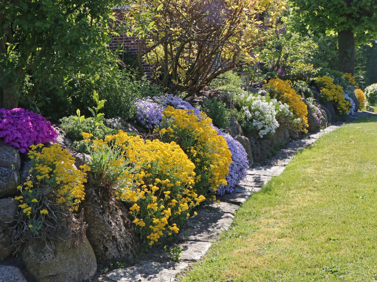 Felsen-Steinkraut 'Compactum Goldkugel' für Deinen Garten!