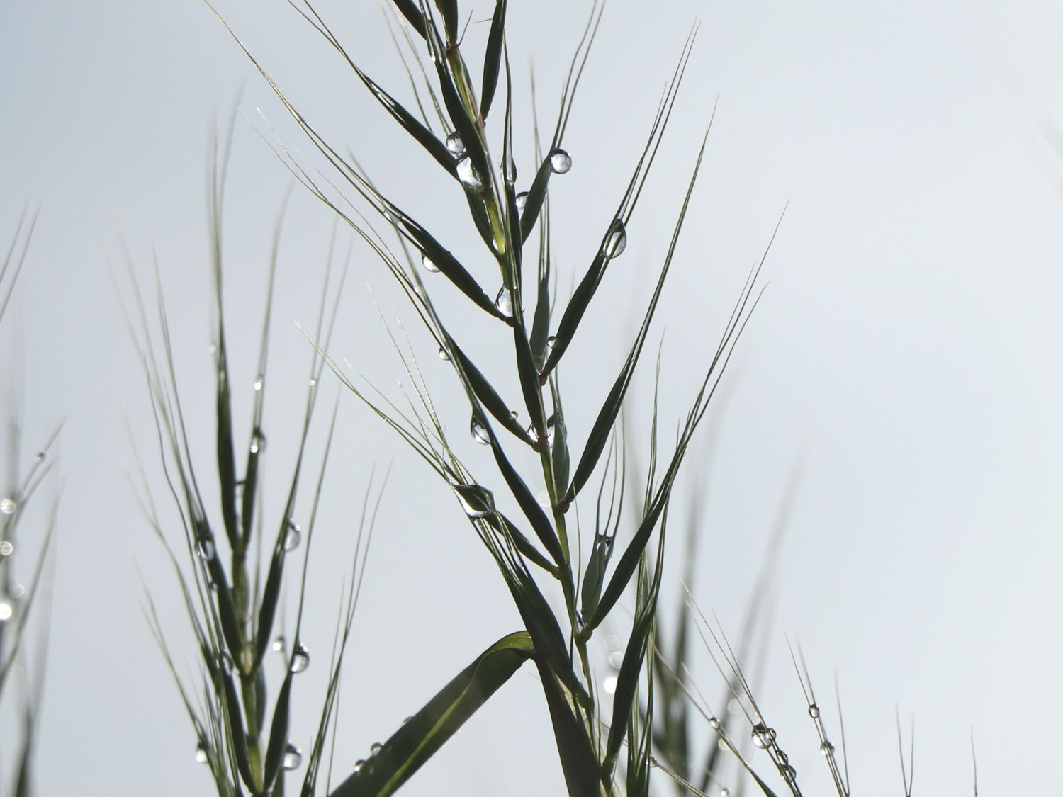 Flaschenbürstengras (Hystrix patula / Elymus hystrix)